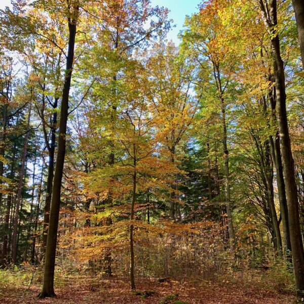 EUSTAFOR publishes its position paper on the new EU Forest Strategy ...