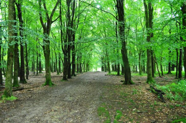 Growing the Irish Forest Bioeconomy – European State Forest Association