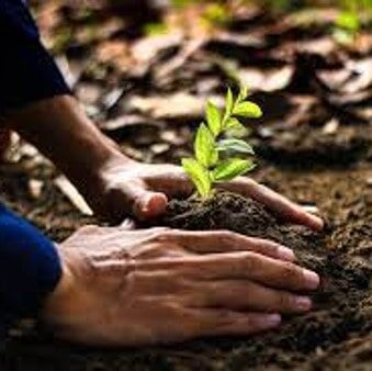 Council and Com AGRI take next steps in Forest Reproductive Material ...