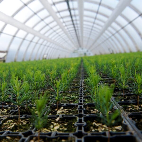 Parliament adopts its position on Forest Reproductive Material ...