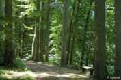 Enhanced EU Forest Strategy is needed to enable multifunctional forests ...