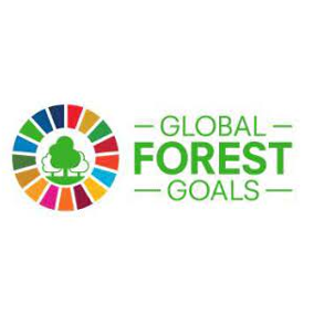 United Nations Forum on Forests – 16th session – European State Forest ...
